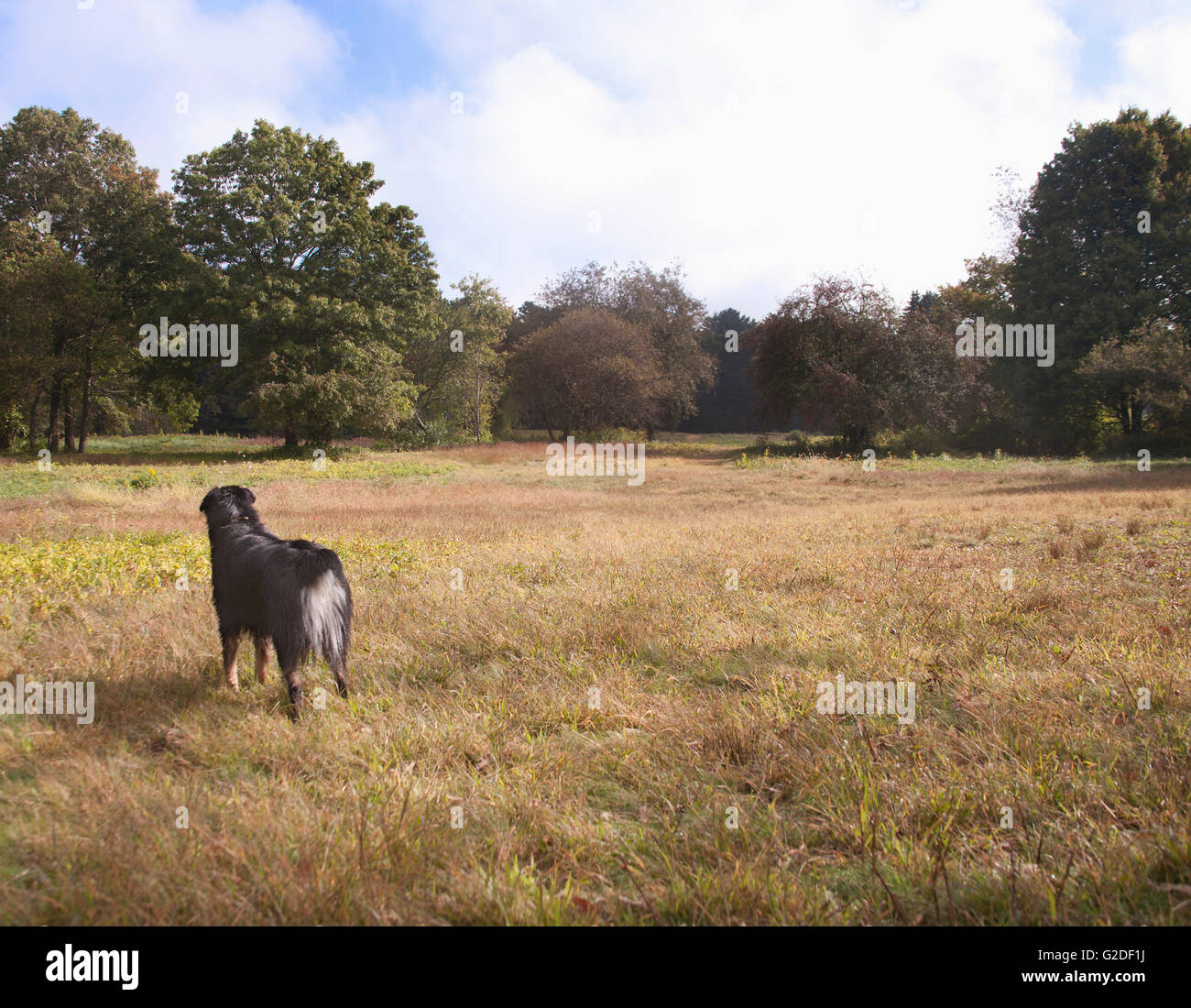 Dog in Rural Field, Rear View Stock Photo - Alamy