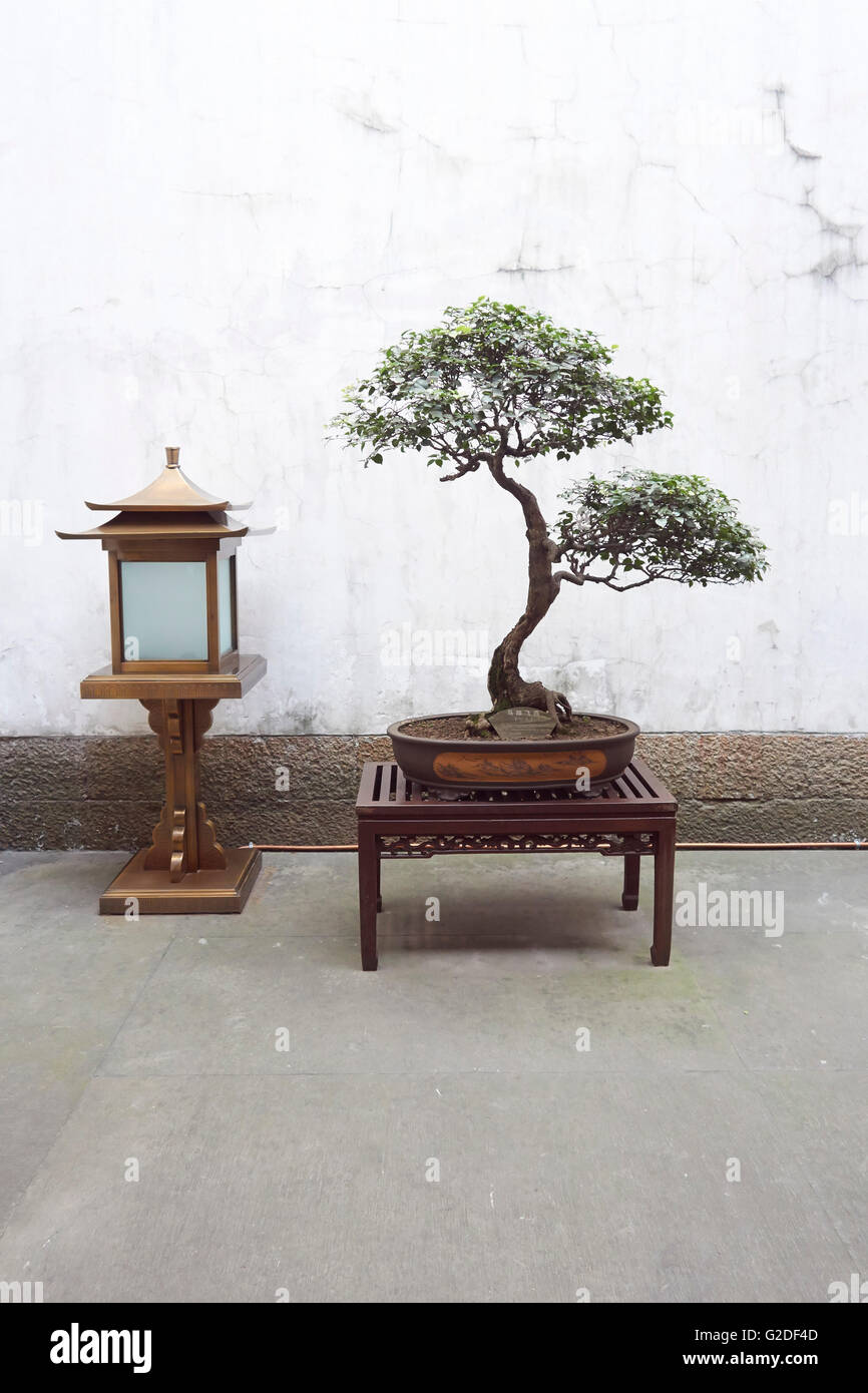 Chinese Elm High Resolution Stock Photography and Images - Alamy