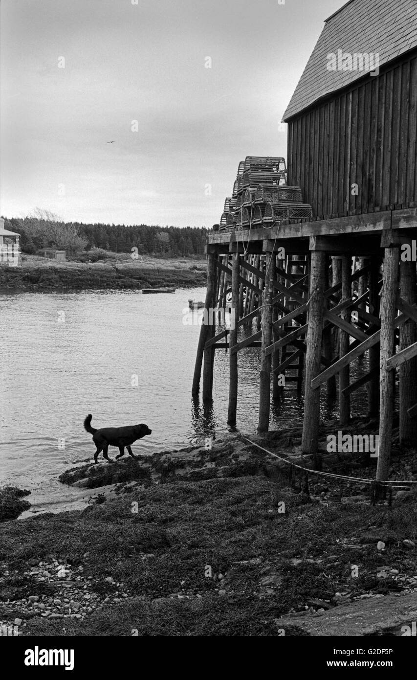 Near pet Black and White Stock Photos & Images - Alamy