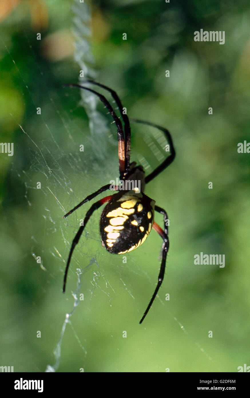 Argiope Spider in Web Stock Photo - Alamy