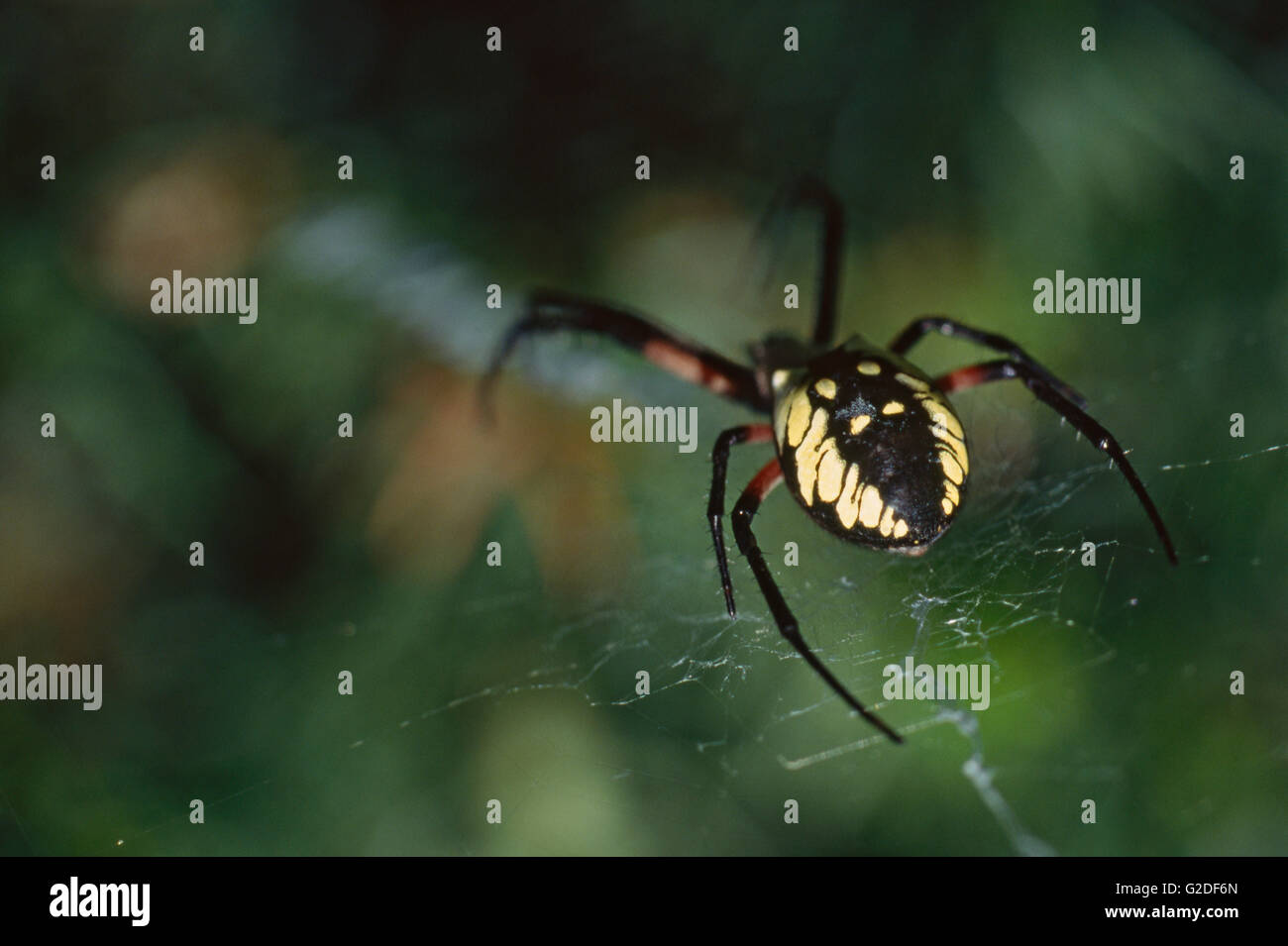 Argiope Spider in Web Stock Photo - Alamy
