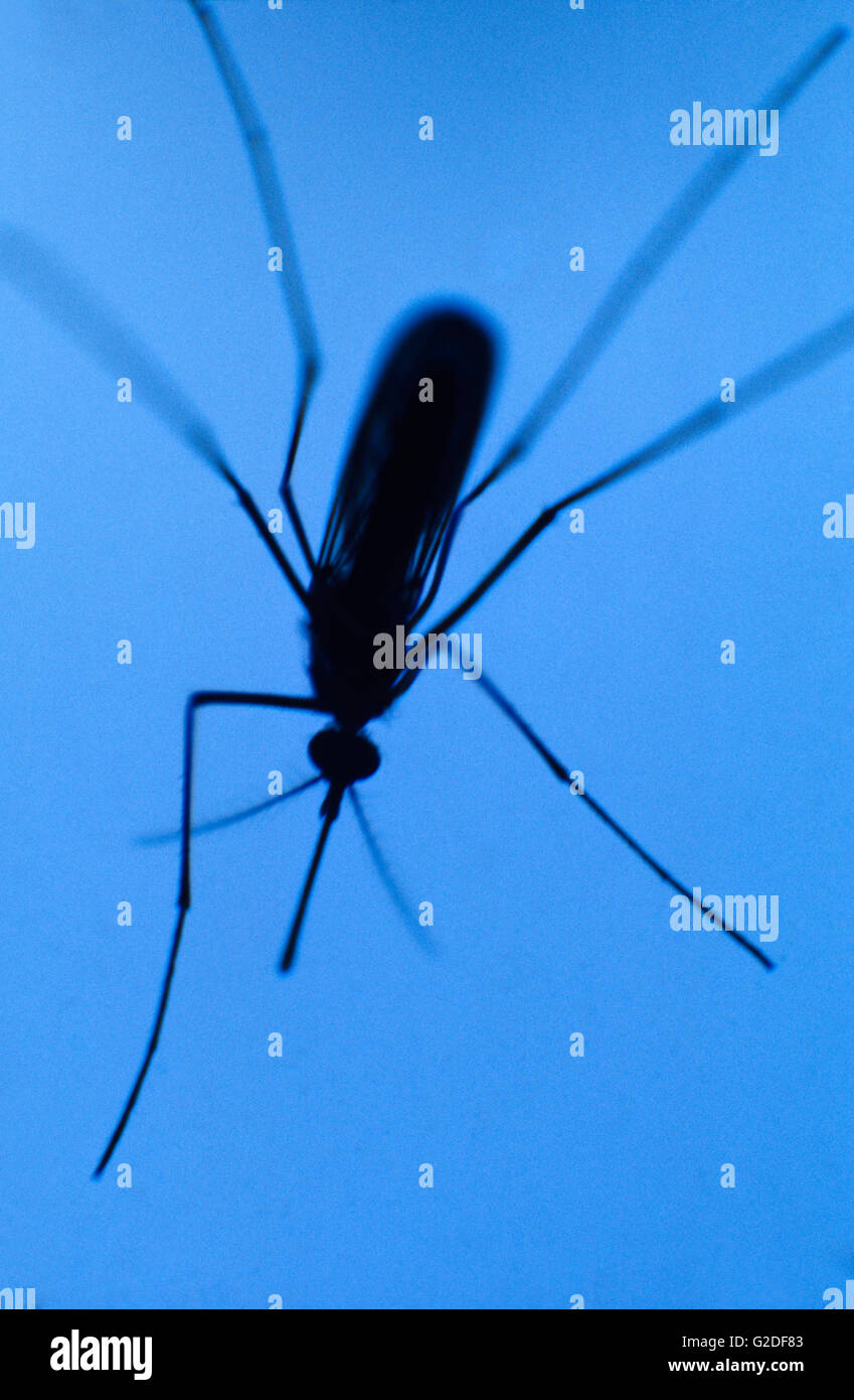 Mosquito on Blue Background, Close-Up Stock Photo - Alamy