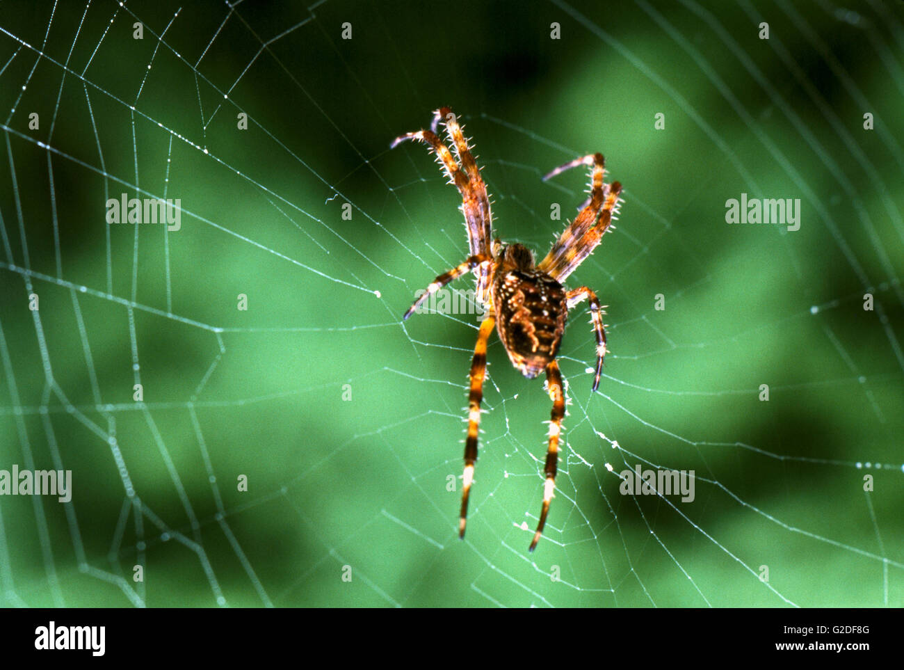 Spider in Web Stock Photo - Alamy