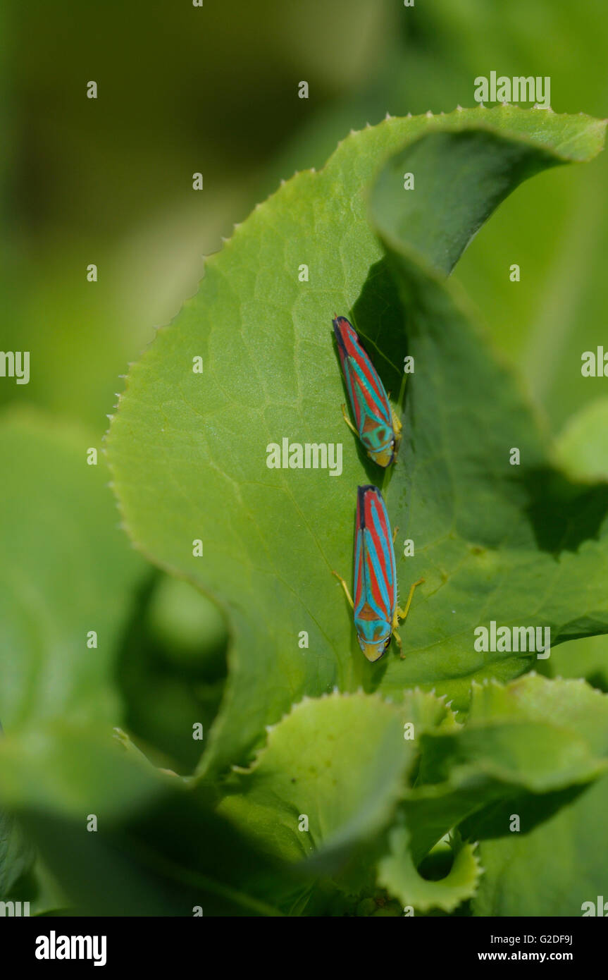 Red banded leafhoppers hi-res stock photography and images - Alamy