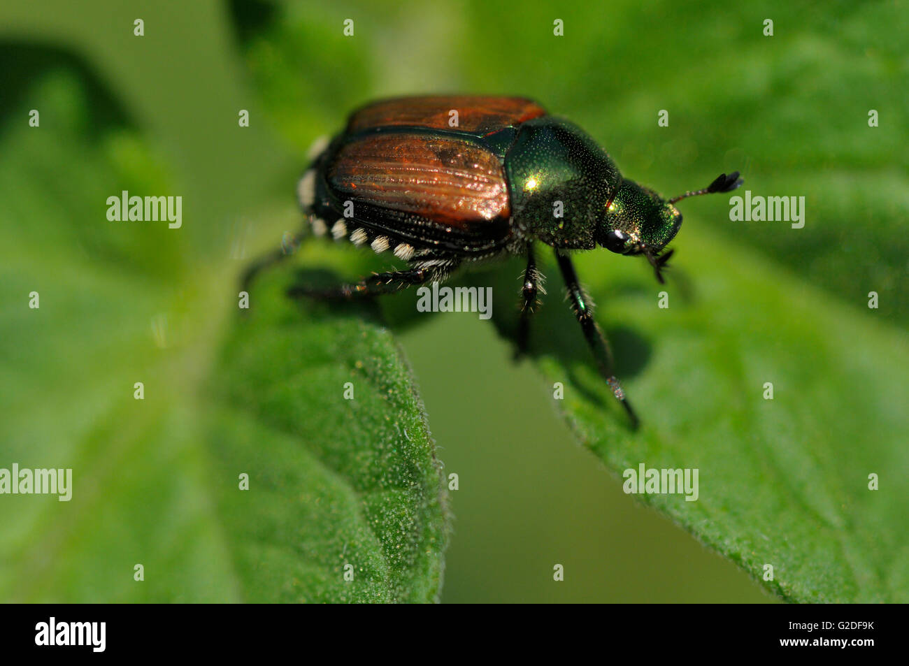 Japanese beetles hi-res stock photography and images - Alamy