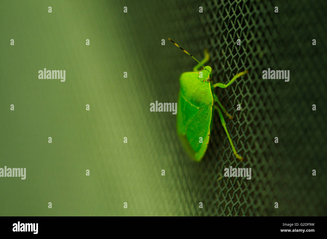 Green Stink Bug on Screen Stock Photo - Alamy