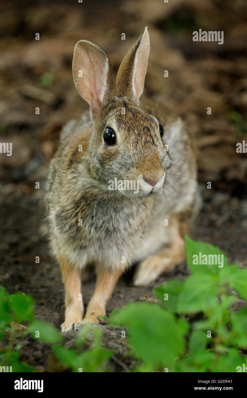 Eastern Cottontail Rabbit Stock Photo - Alamy