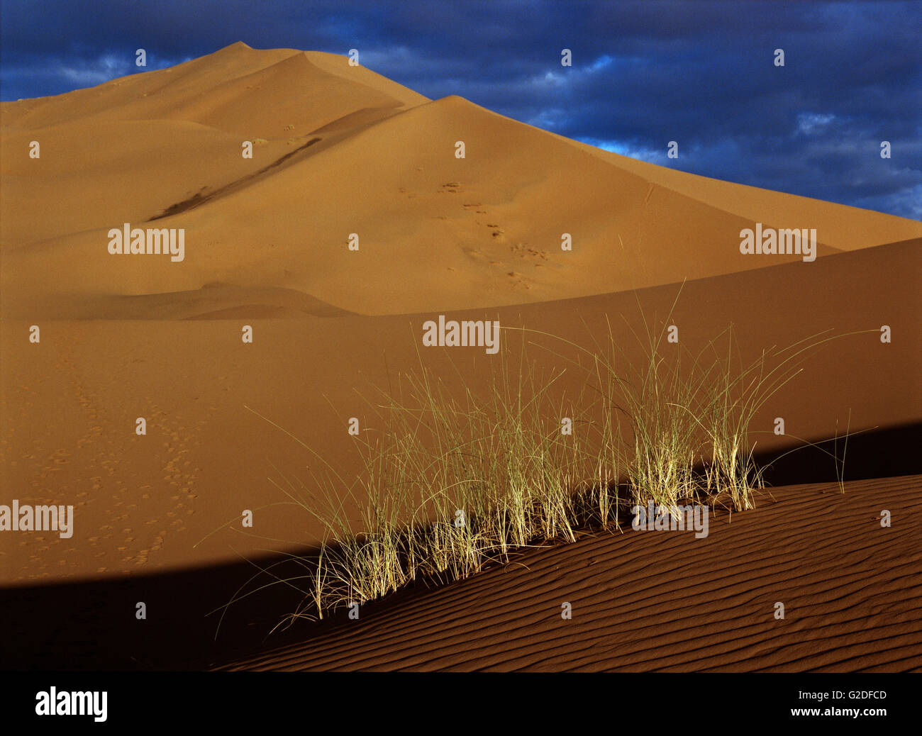 Sahara Desert with Grasses Stock Photo - Alamy