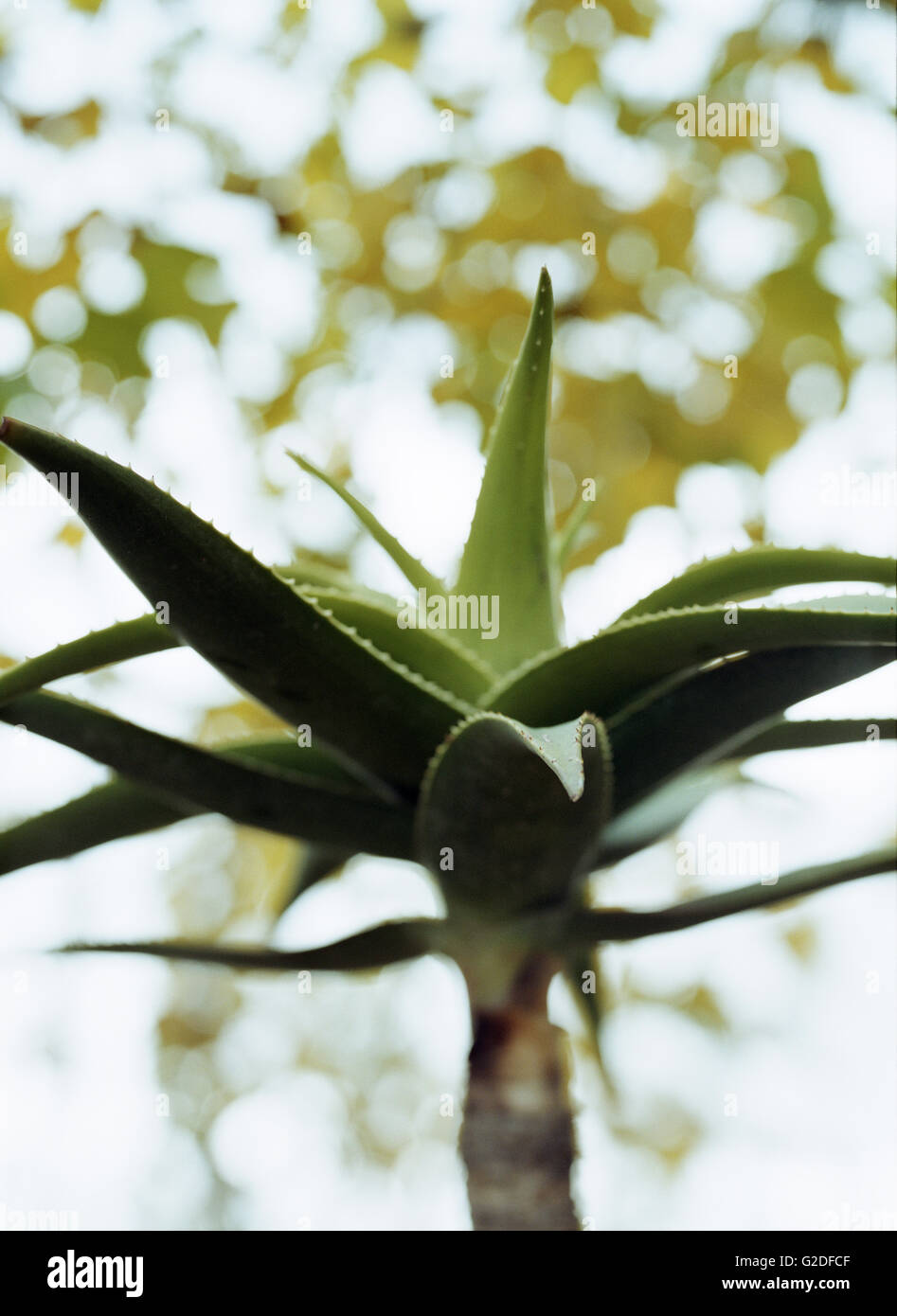 Cactus desert middle east hi-res stock photography and images - Alamy