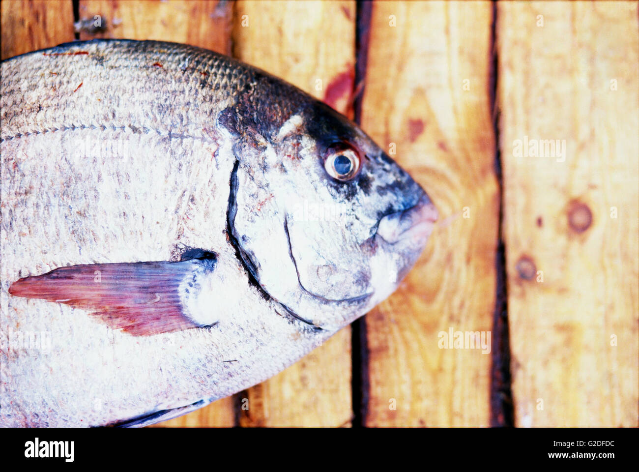 Smelly Fish High Resolution Stock Photography and Images - Alamy