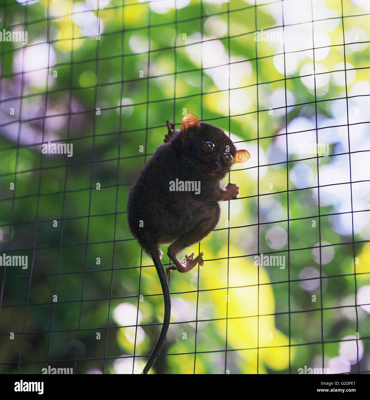 Scary small creatures hi-res stock photography and images - Alamy