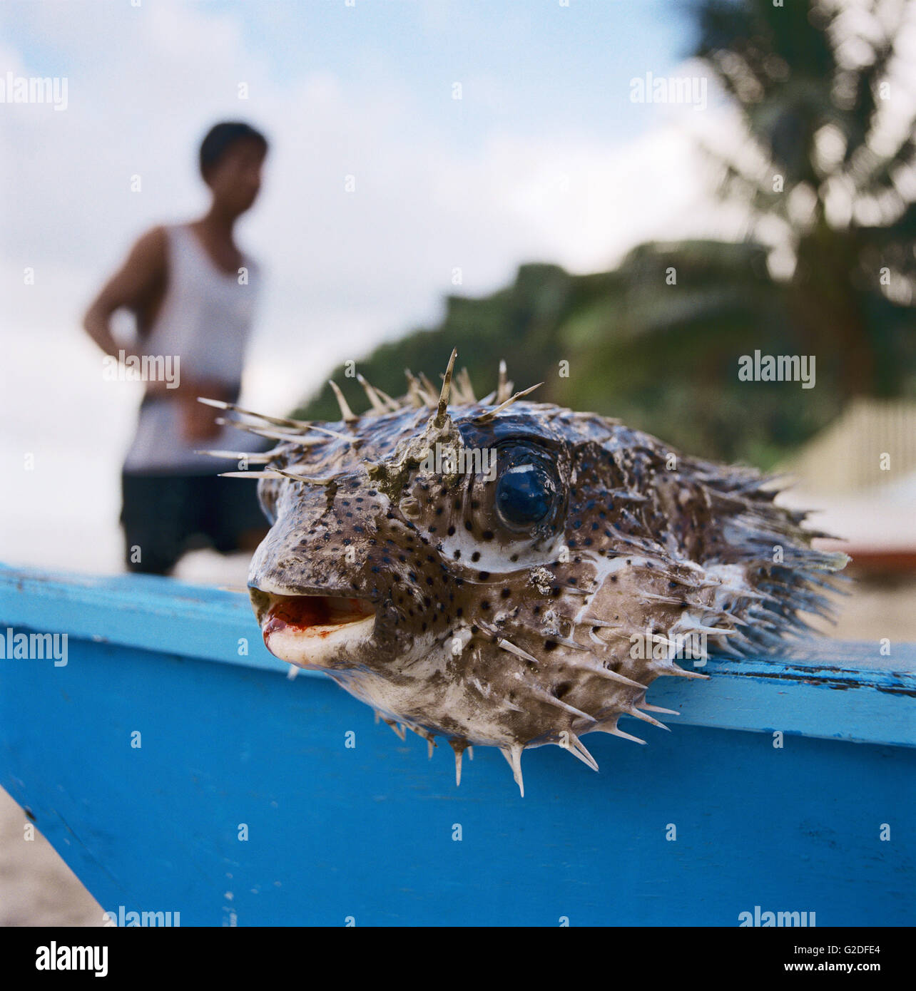 Spiky blowfish hi-res stock photography and images - Alamy
