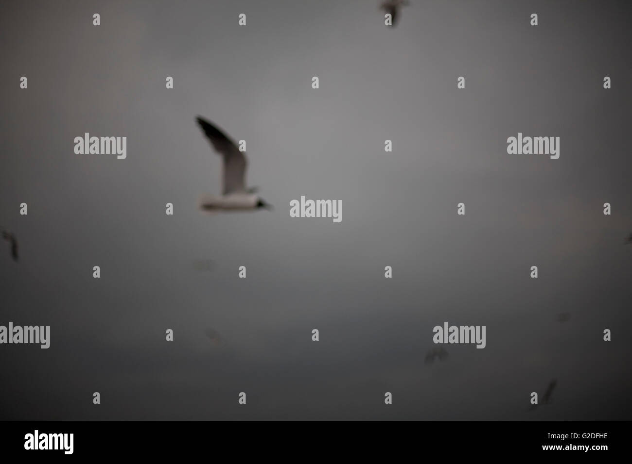 Blurred birds hi-res stock photography and images - Alamy