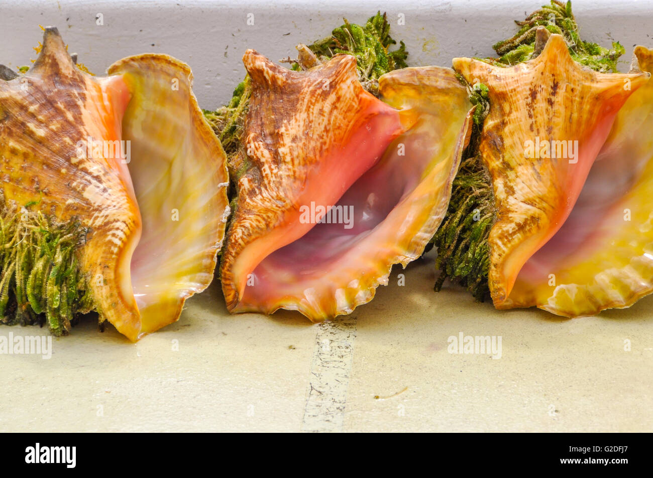 Pink conch hi-res stock photography and images - Alamy