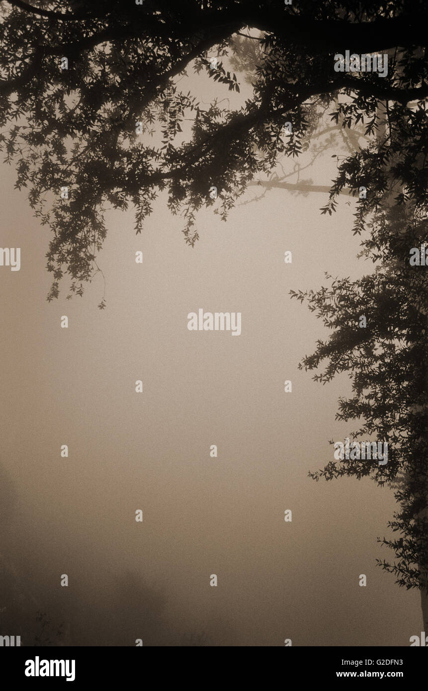 Berkeley california trees hi-res stock photography and images - Alamy