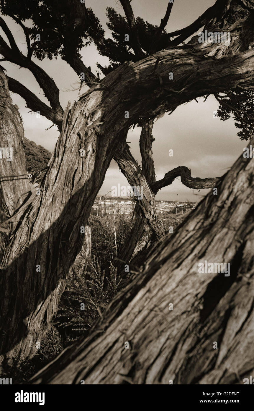 Gnarled trees hi-res stock photography and images - Alamy