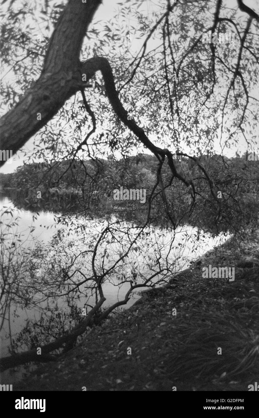 Lake Viewed Through Low Tree Branches Stock Photo - Alamy