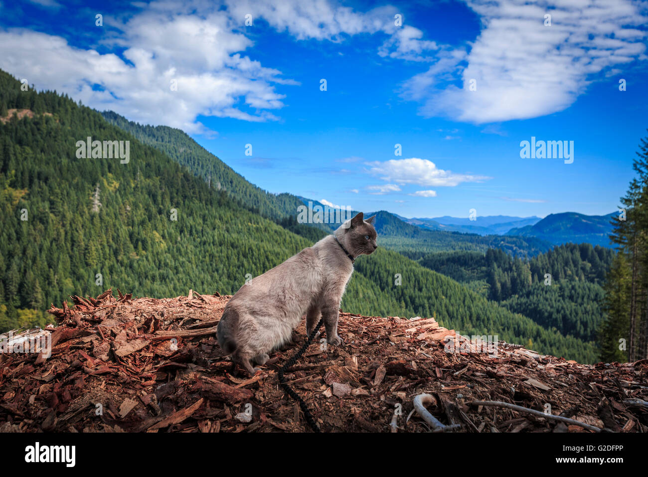 Siamese cat hi-res stock photography and images - Alamy