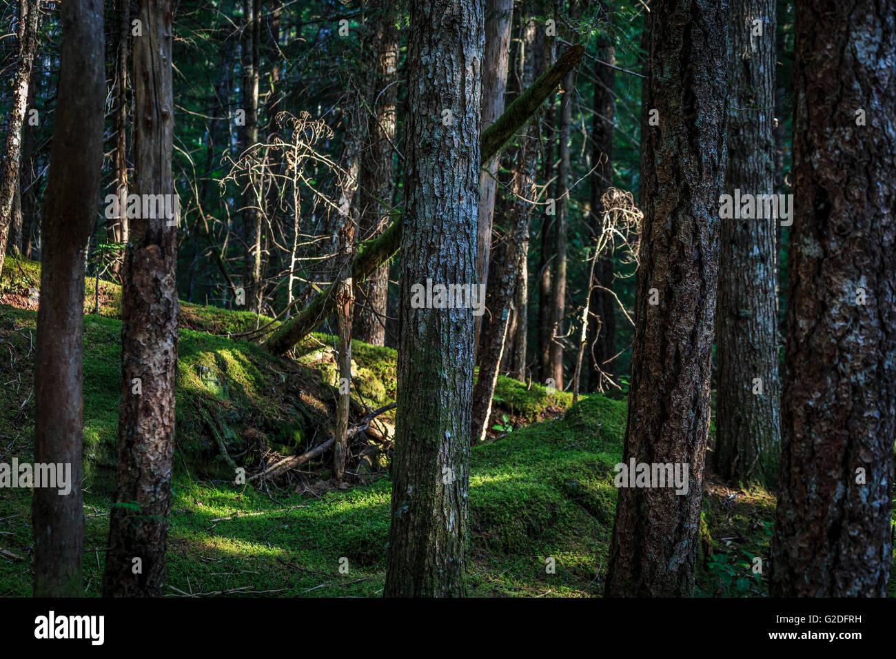 Moss Covered Forest Stock Photo - Alamy