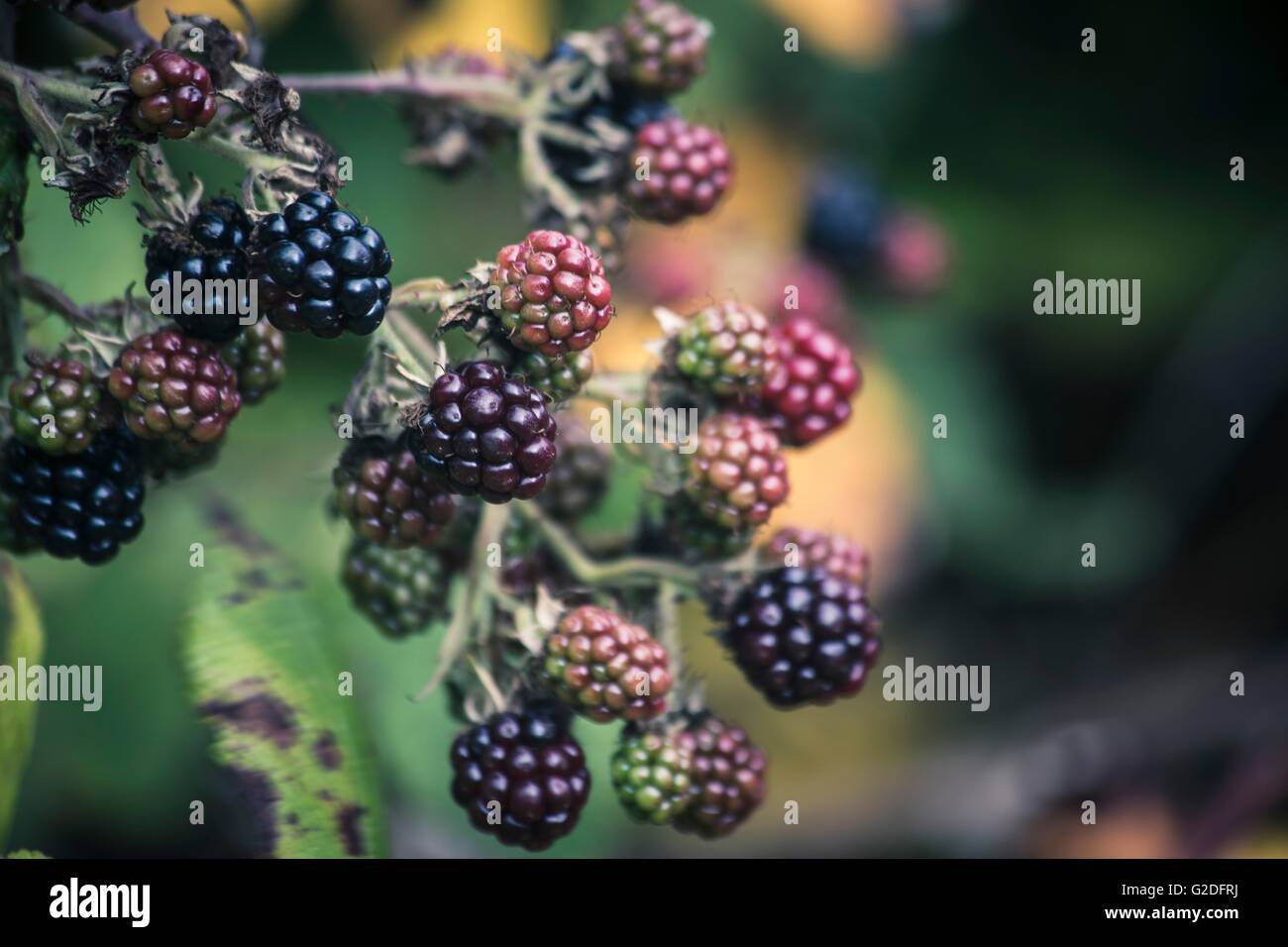 Wild raspberries hi-res stock photography and images - Alamy