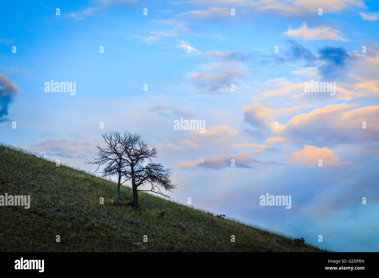 Tree grass slope hi-res stock photography and images - Alamy