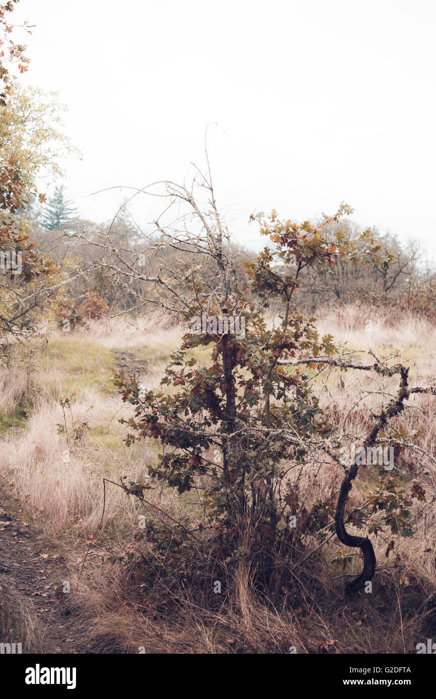 Small Tree and Field in Autumn Landscape Stock Photo - Alamy