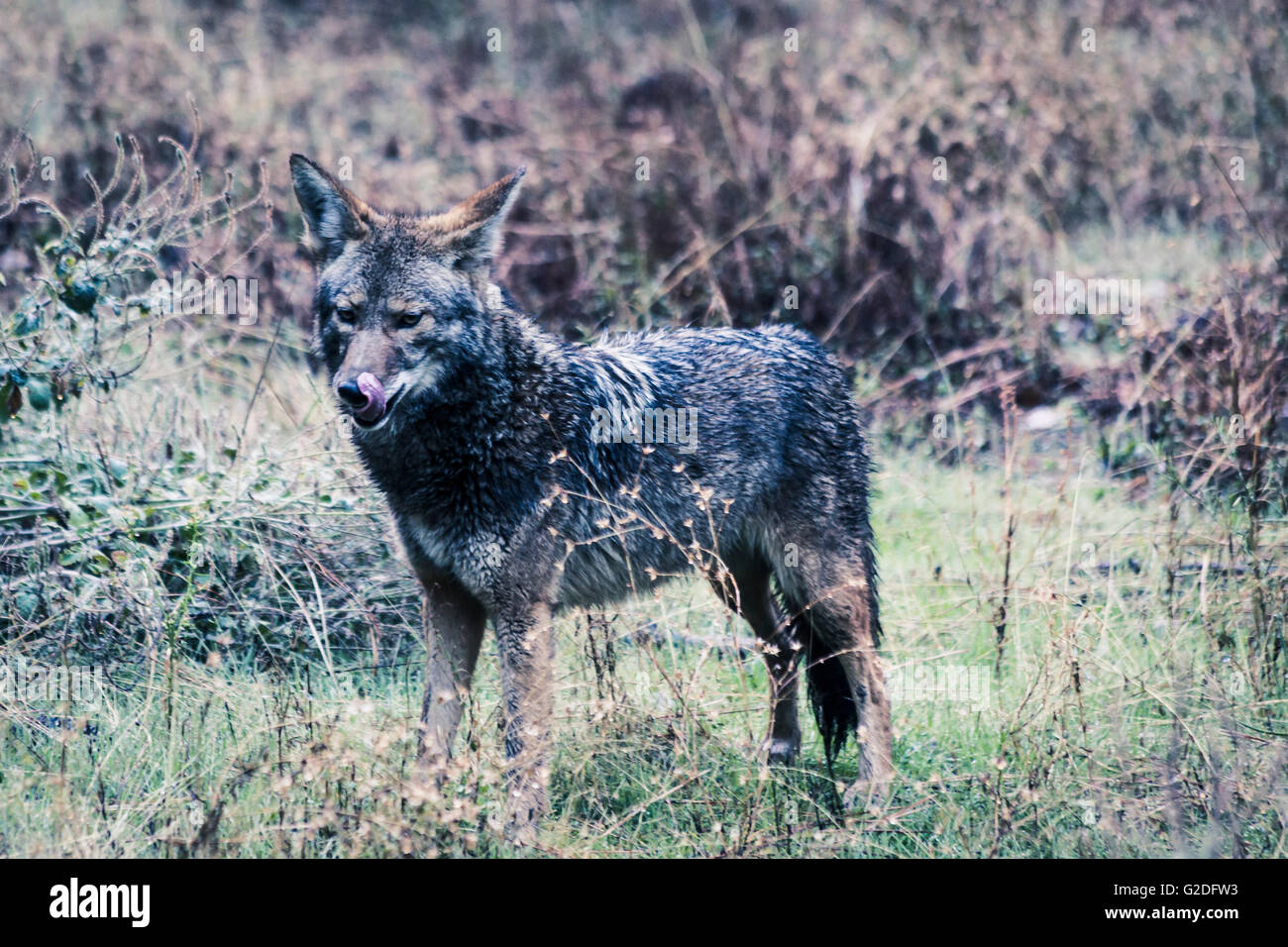 Coyote in Natural Setting Stock Photo - Alamy