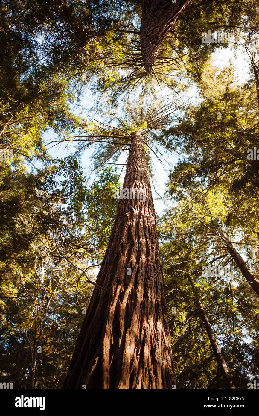 Redwood Trees, Low Angle View, California, USA Stock Photo - Alamy