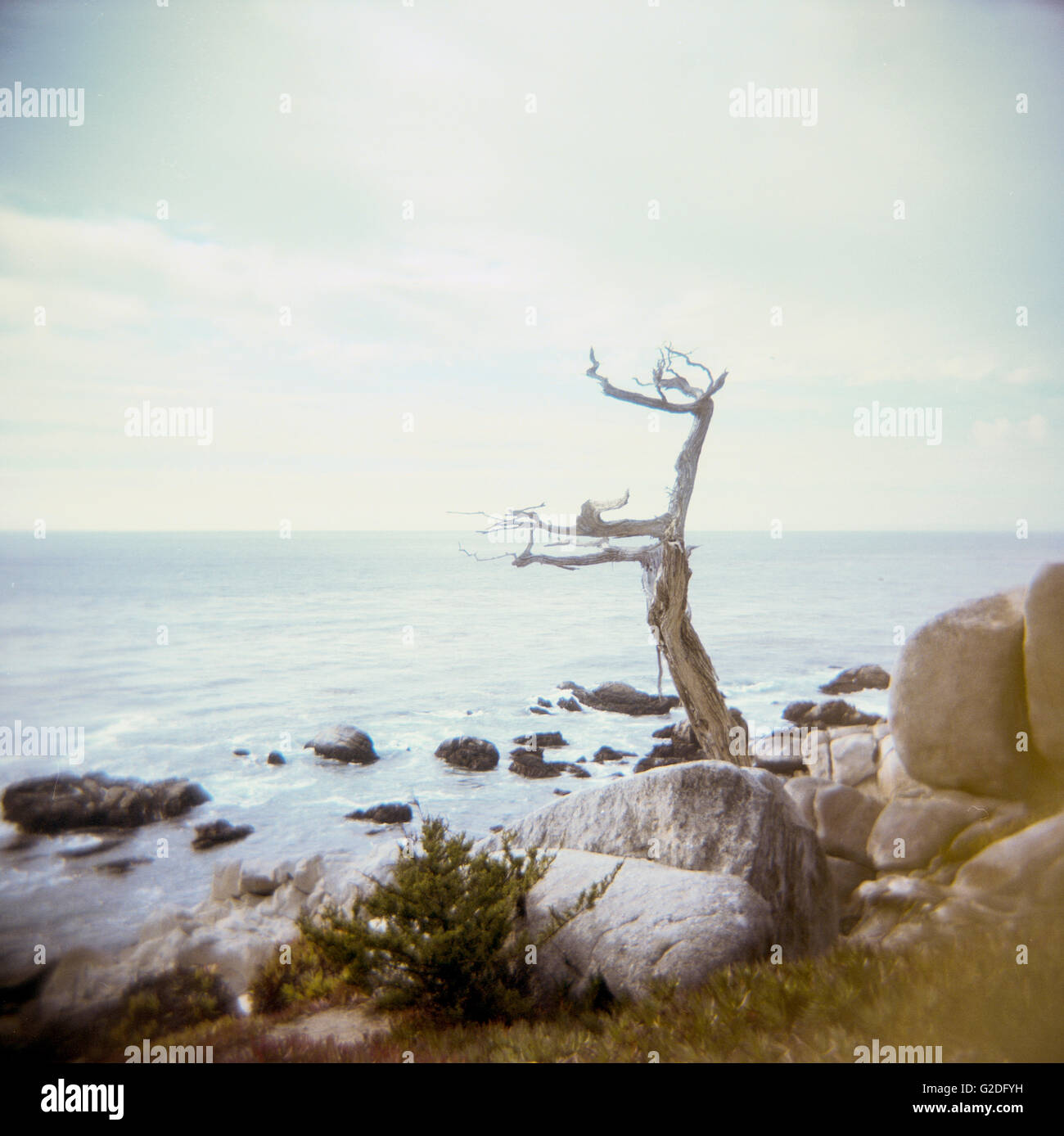 Dead tree standing hi-res stock photography and images - Alamy