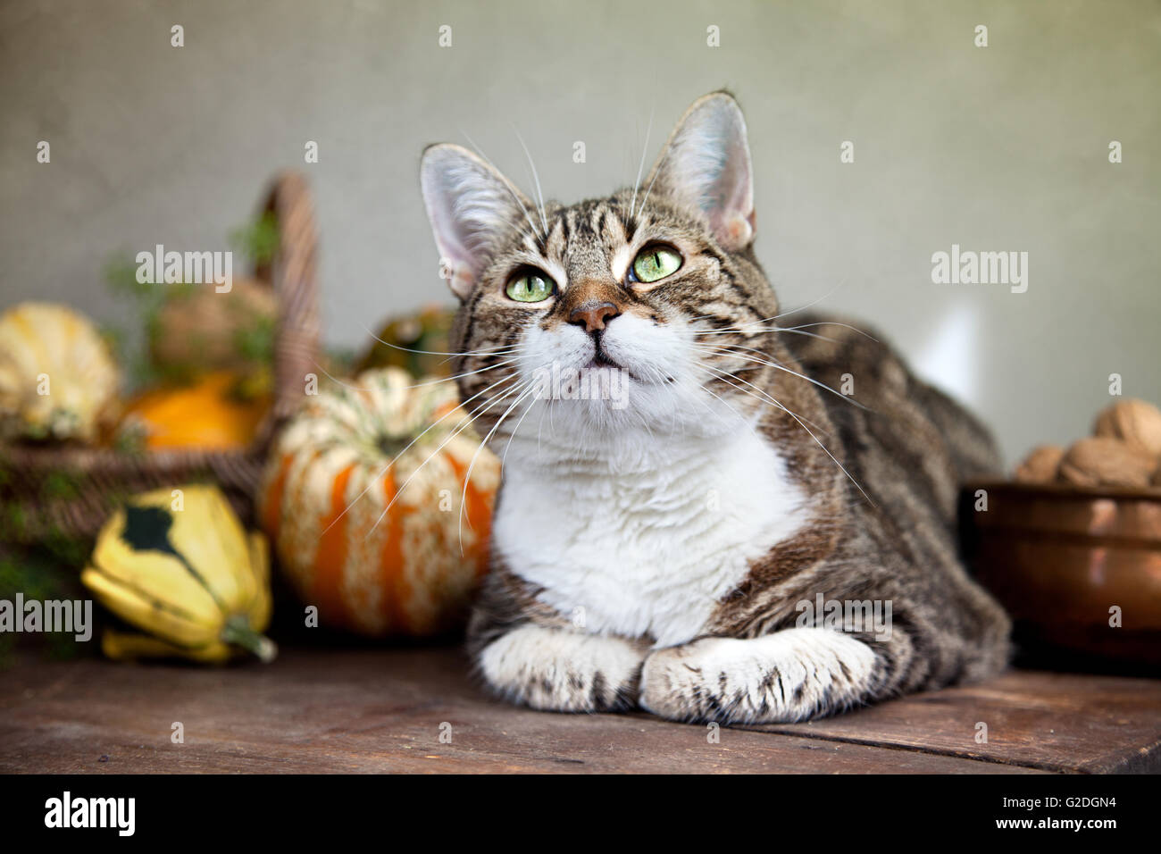 Cat themed art hi-res stock photography and images - Alamy