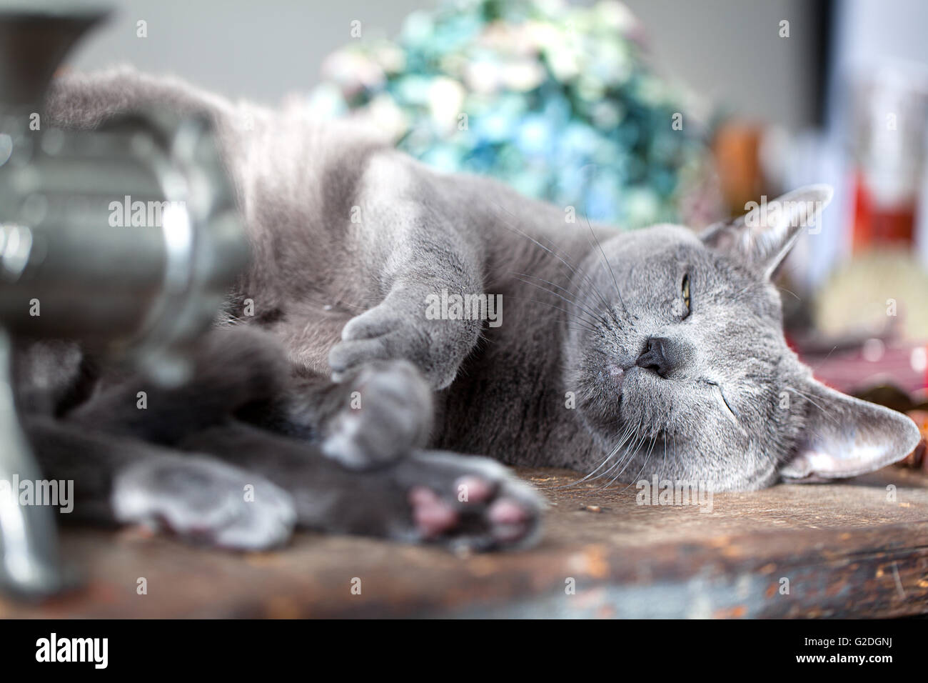 Cat lying on kitchen table with different spices and utensils Stock ...