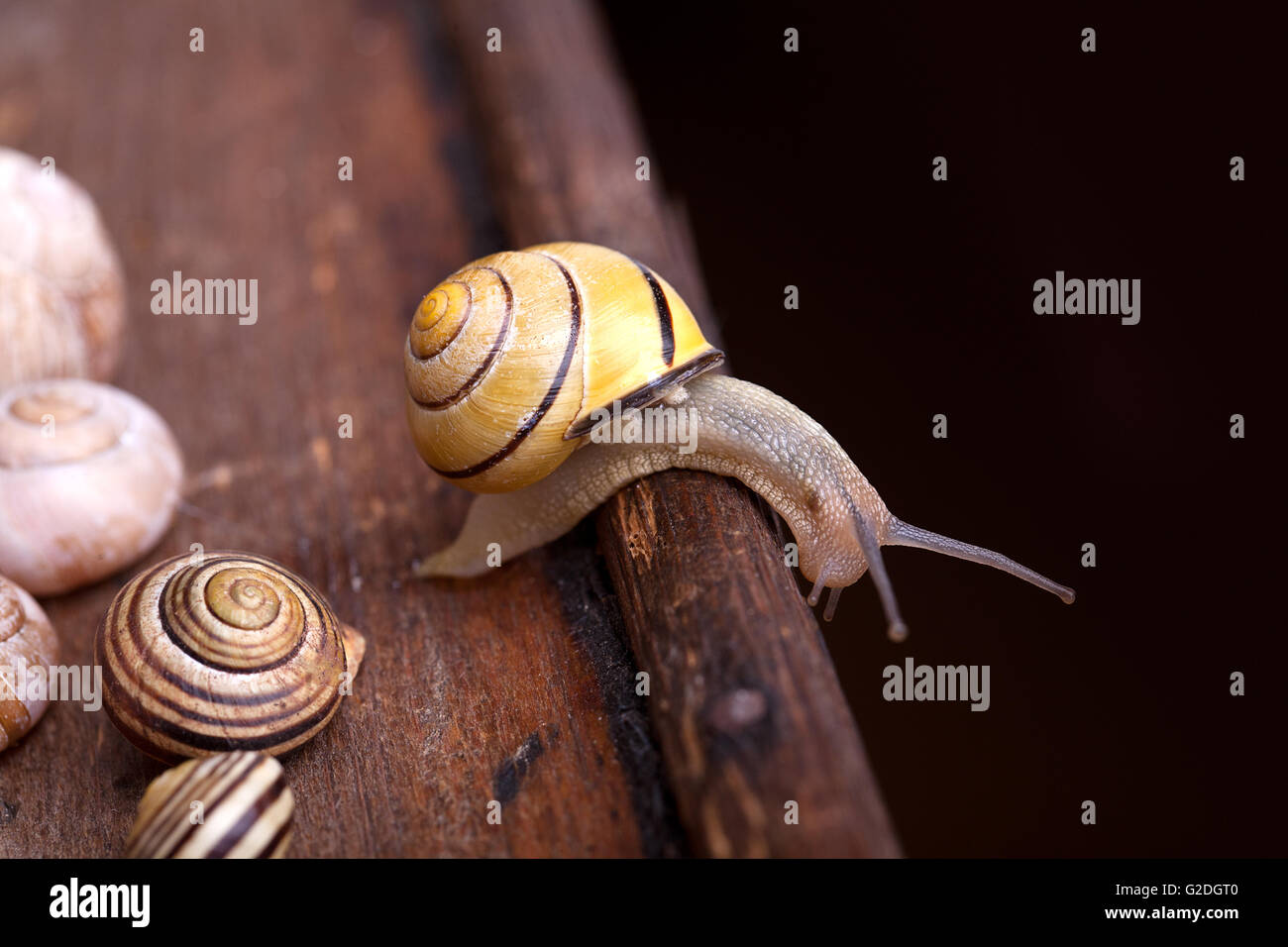 Small banded garden snail crawling on table Stock Photo - Alamy