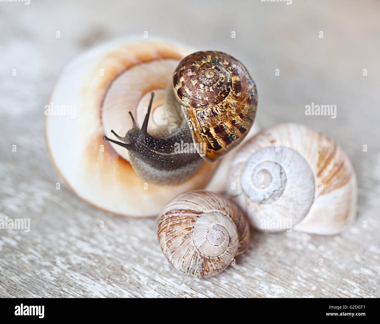 Striped snail shells hi-res stock photography and images - Alamy