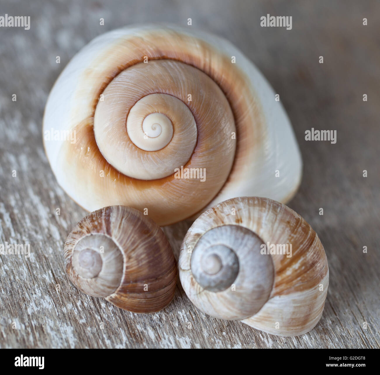 Brown snail shells in deifferent sizes and empty Stock Photo - Alamy