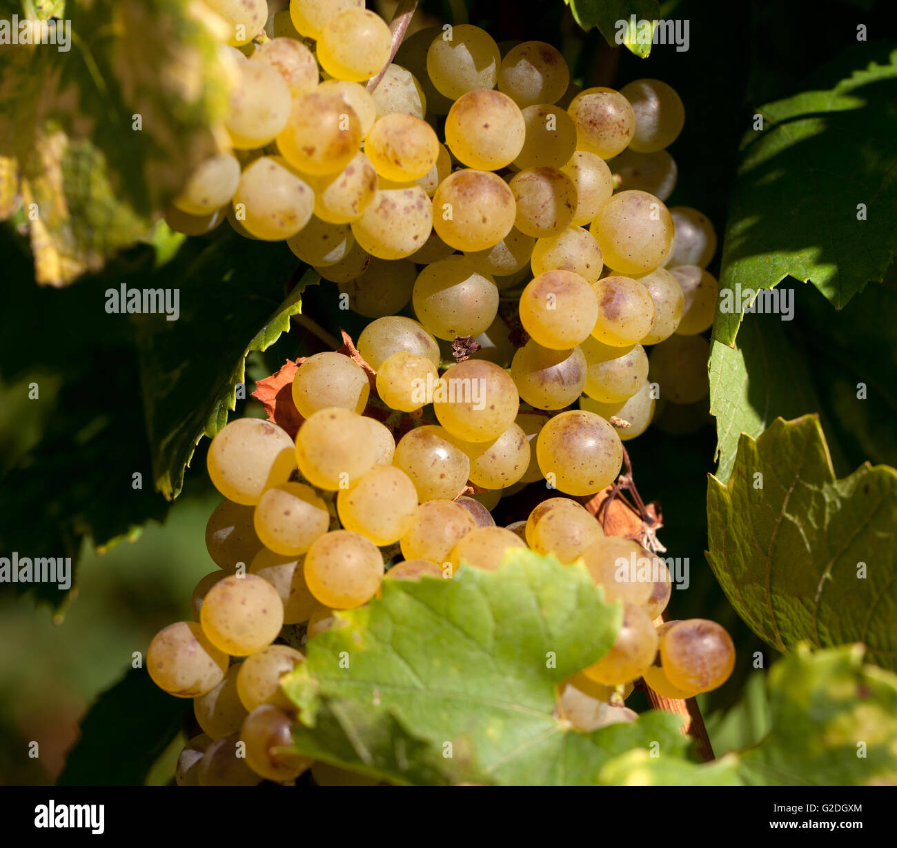 Fully ripe hi-res stock photography and images - Alamy