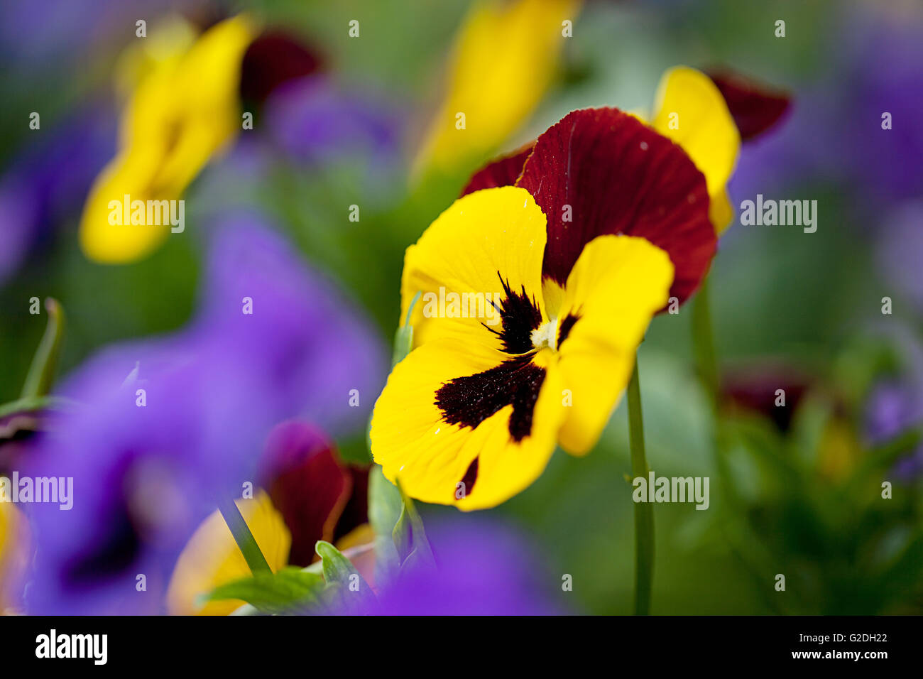 Field of colorful Pansy Flowers in Spring Stock Photo - Alamy