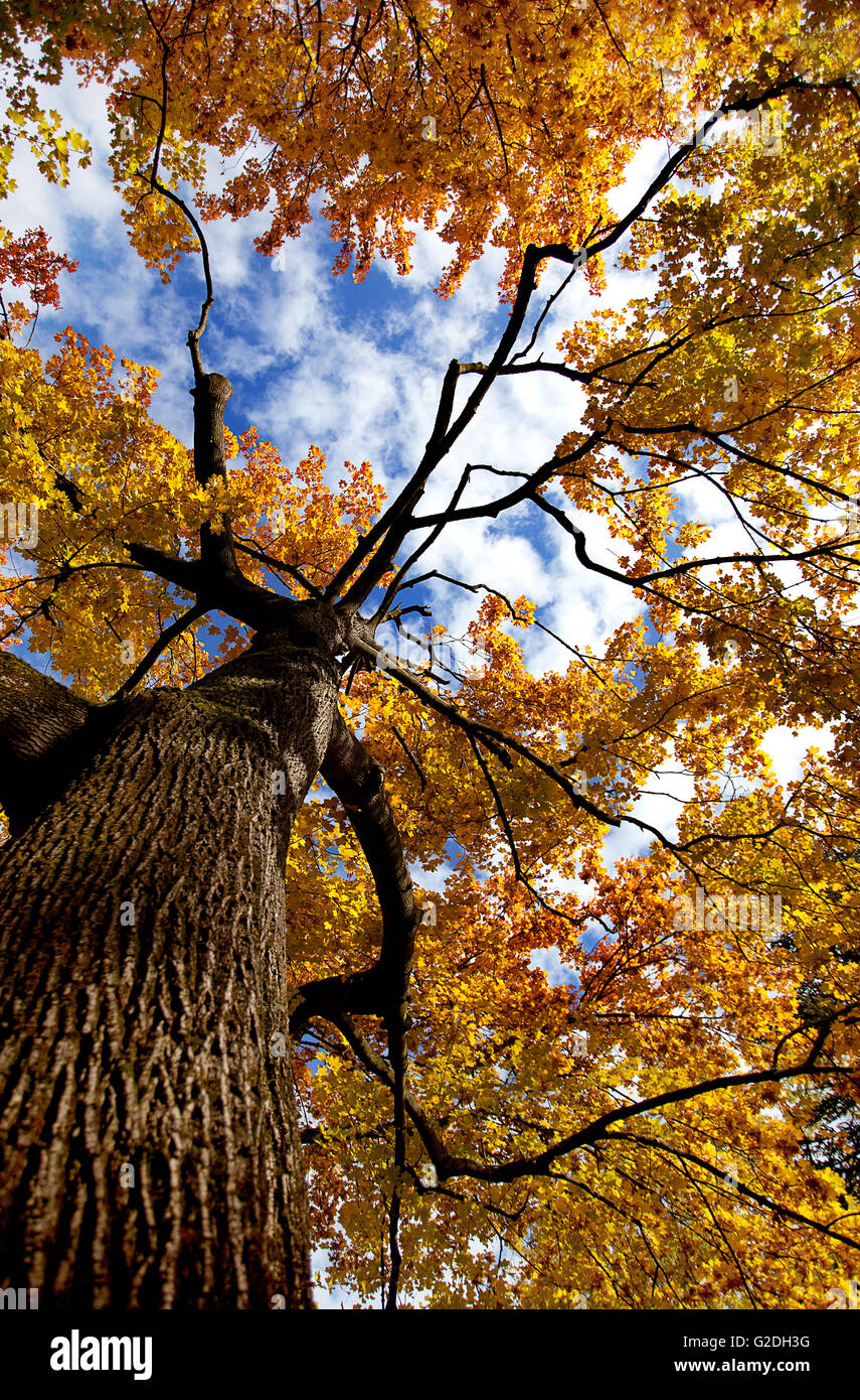 Very large tree hi-res stock photography and images - Alamy