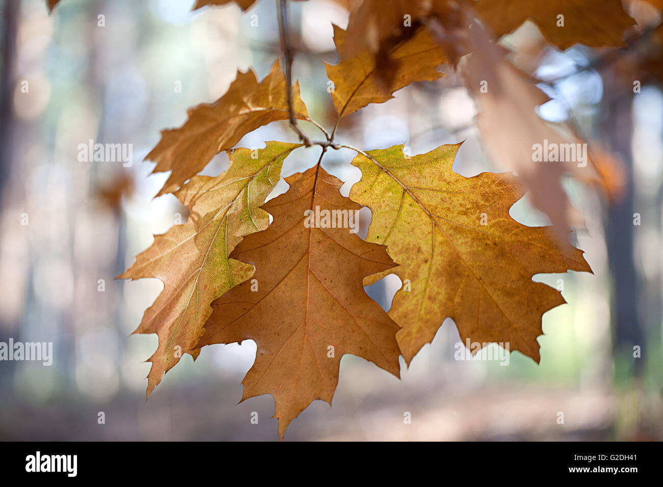 Many colored leaves hi-res stock photography and images - Alamy