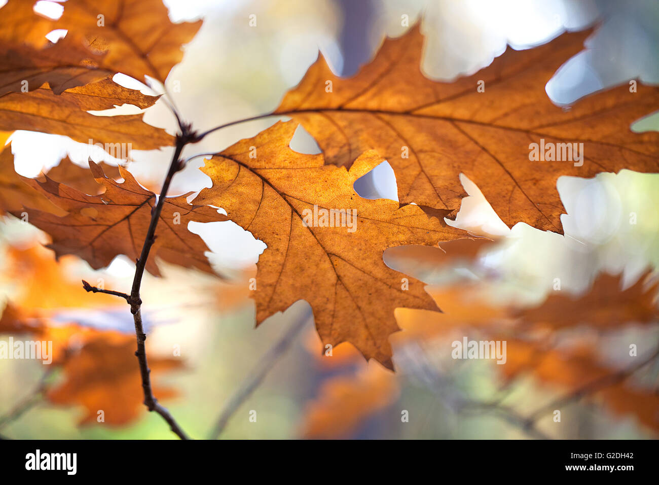 Beautiful autumnal colored tree leaves in October Stock Photo - Alamy