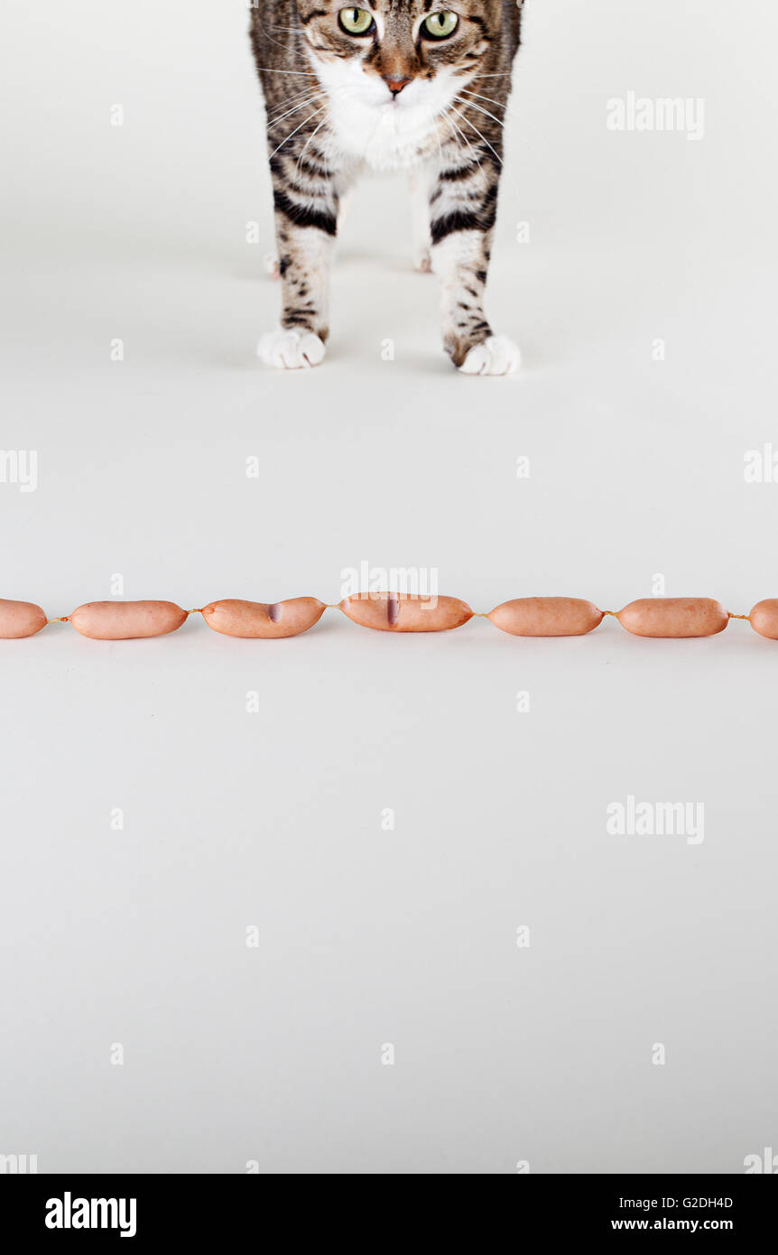 A chubby cat attempting to grab sausages shaped like a snake on a table ...