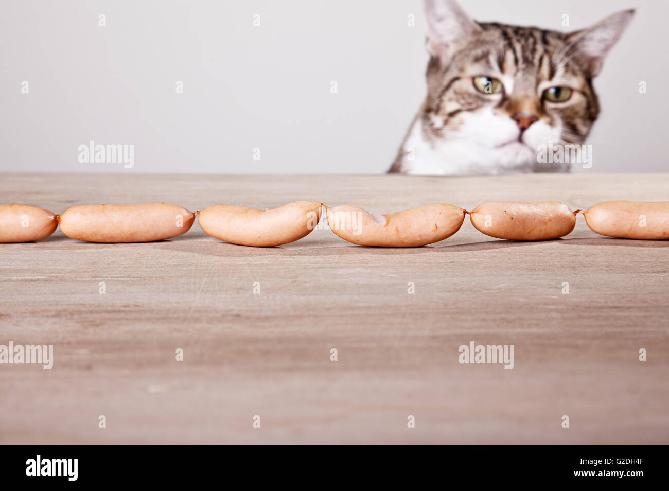 A chubby cat attempting to grab sausages shaped like a snake on a table ...
