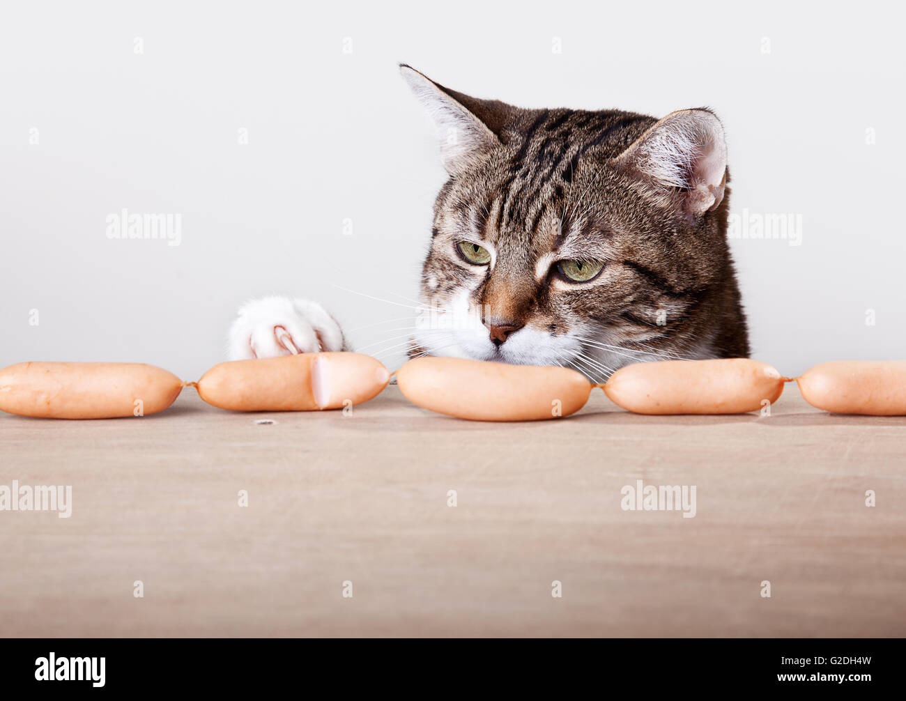 A chubby cat attempting to grab sausages shaped like a snake on a table ...