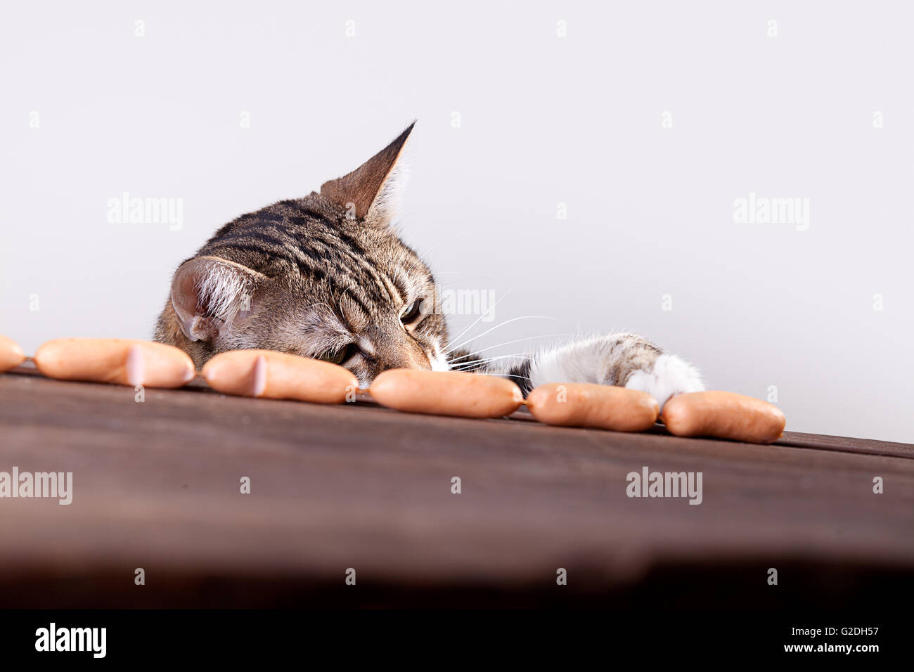A chubby cat attempting to grab sausages shaped like a snake on a table ...