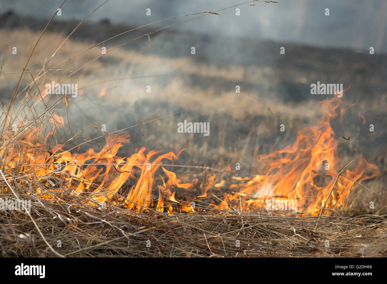 burns dry grass fire Stock Photo - Alamy
