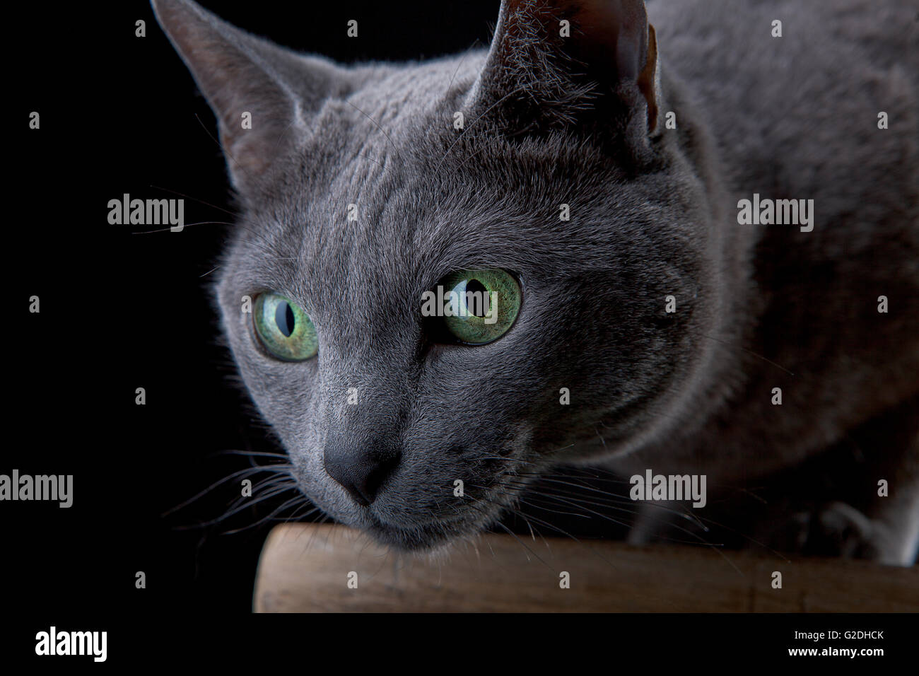 Studio Portrait of a beautiful Russian Blue Cat against Black ...