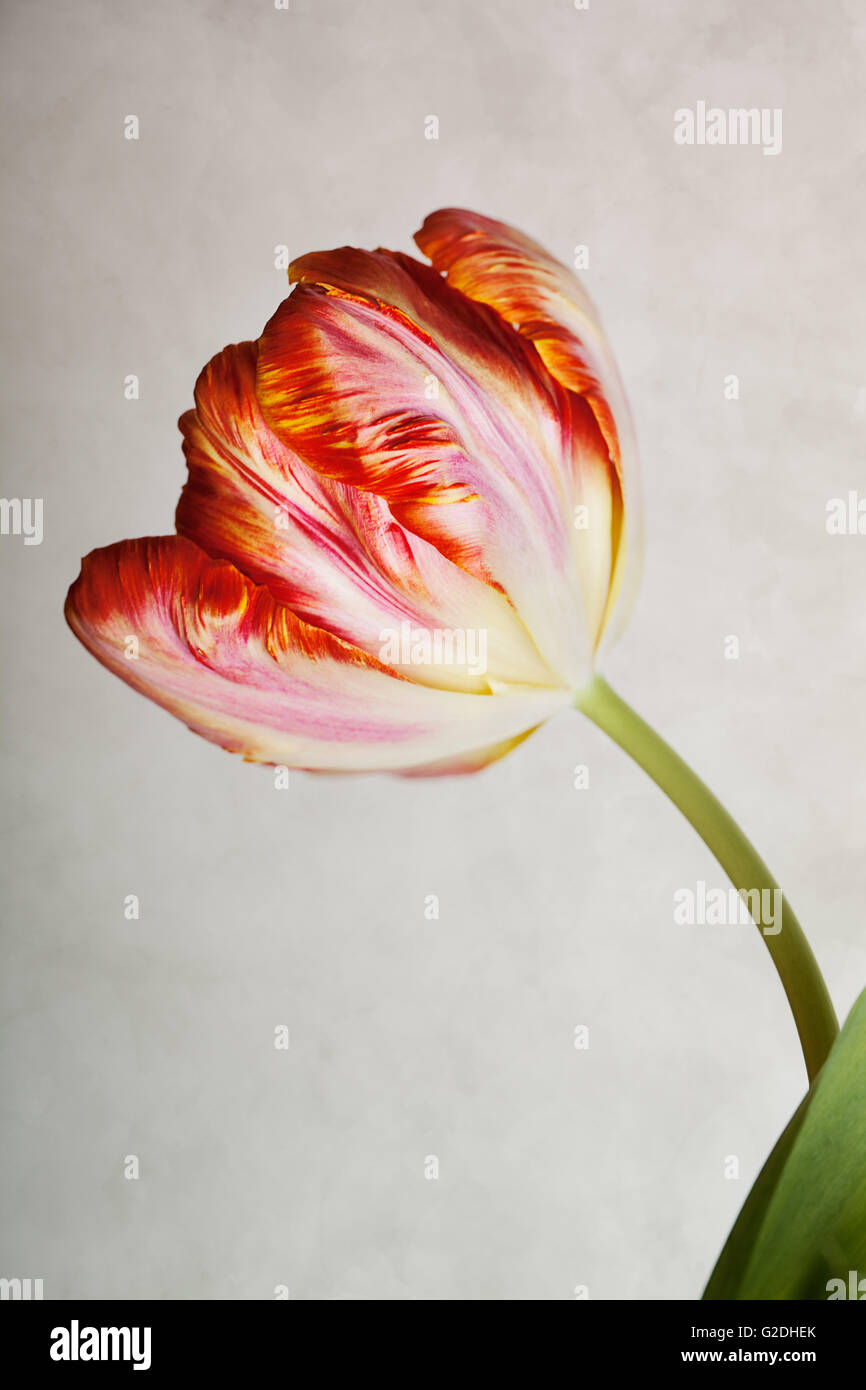 Pair of beautiful Tulip blossoms in spring Stock Photo - Alamy