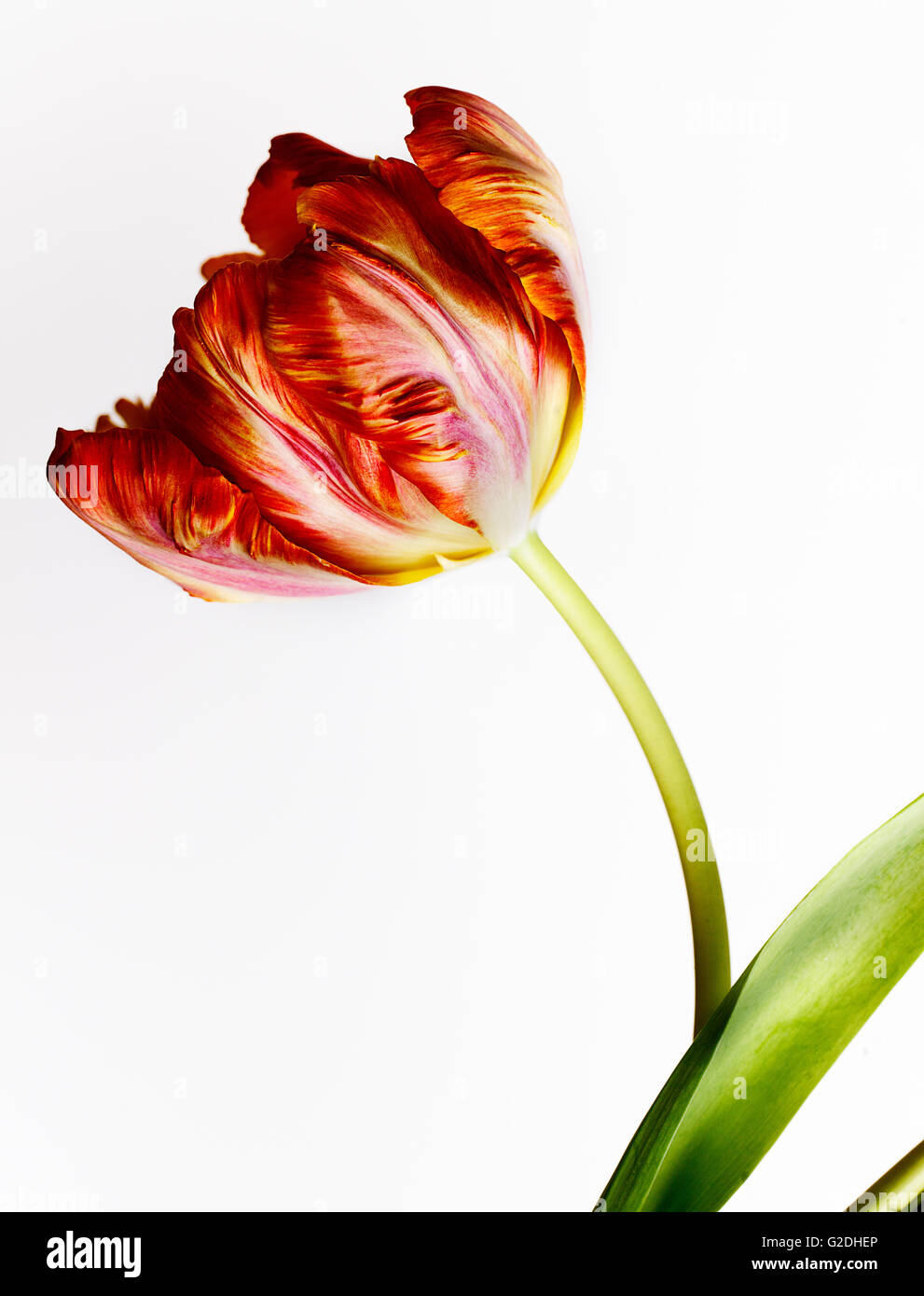 Pair of beautiful Tulip blossoms in spring Stock Photo - Alamy