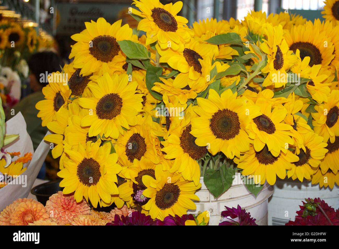 Bouquet sunflowers hi-res stock photography and images - Alamy