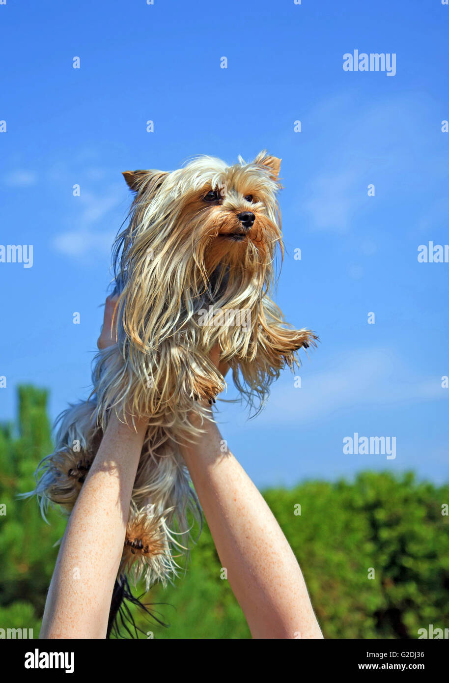 Female hands holding overhead Yorkshire Terrier. Blue sky on the ...