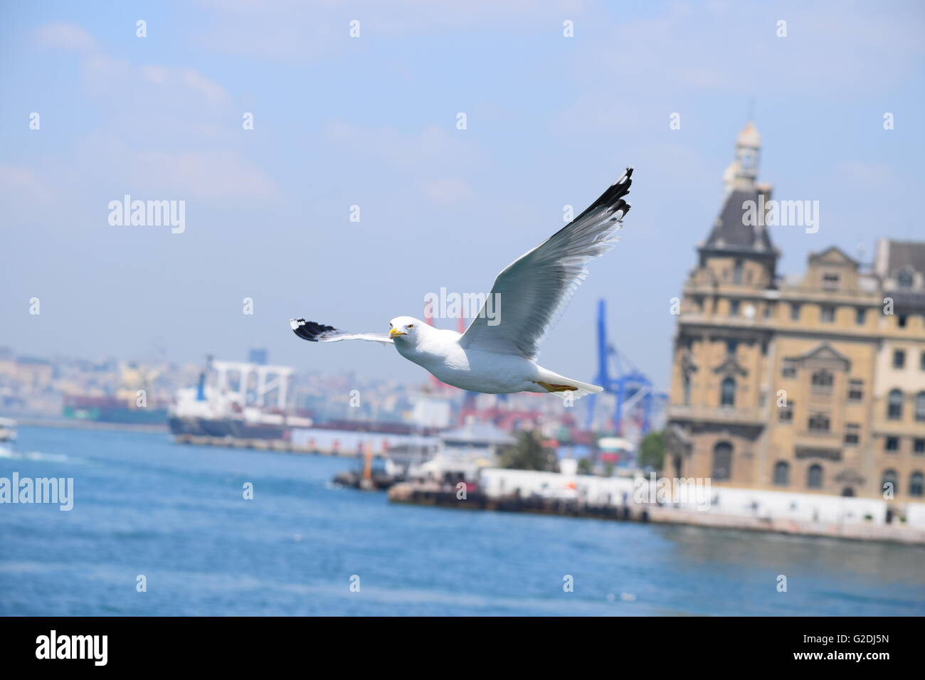 Free fly bird hi-res stock photography and images - Alamy